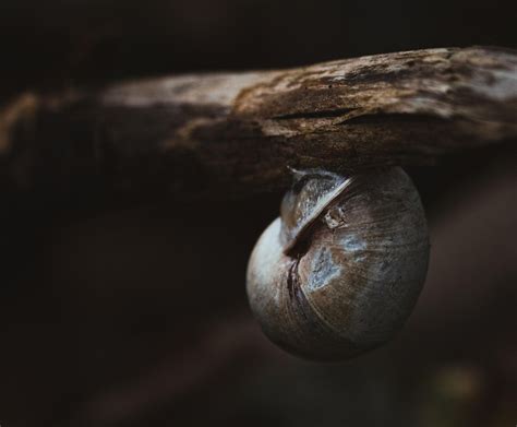 Snail Shell Nature Free Photo On Pixabay