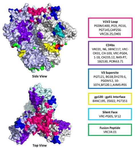 Representation Of Epitopes Of Hiv 1 Broadly Neutralizing Antibodies On