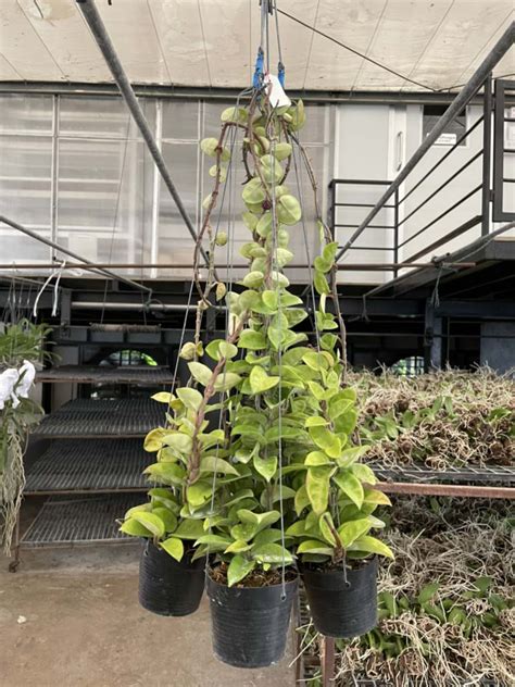 Hoya Carnosa Krinkle 8 Hoya Planter