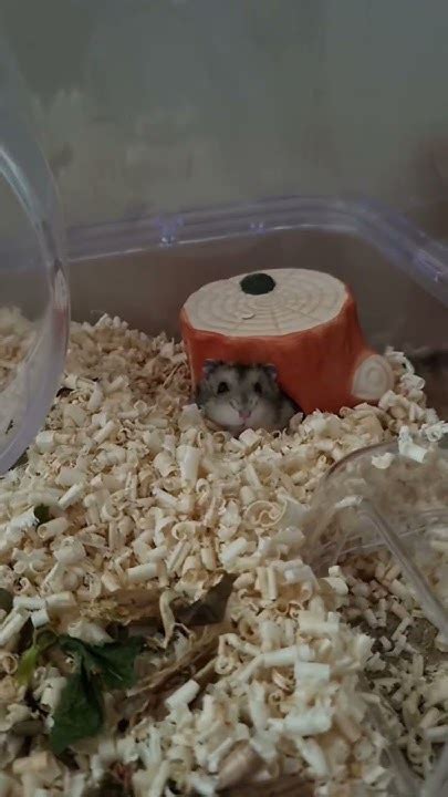 햄스터를 키우게 되었다 일상브이로그 햄스터 Youtube