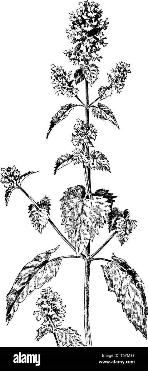 Catnip Plant High Resolution Stock Photography And Images Alamy