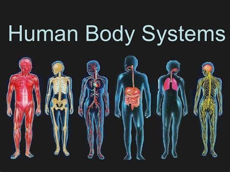 Human Body System Wallpaper