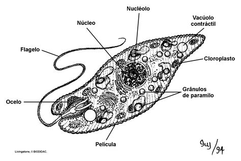 Diagrama Do Filo Euglenophyta