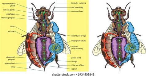 217 Wasp Anatomy Images Stock Photos Vectors Shutterstock