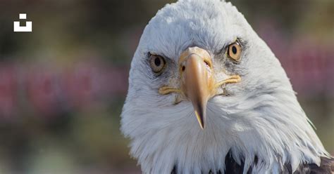 낮에는 대머리 독수리 사진 Unsplash의 무료 새 이미지