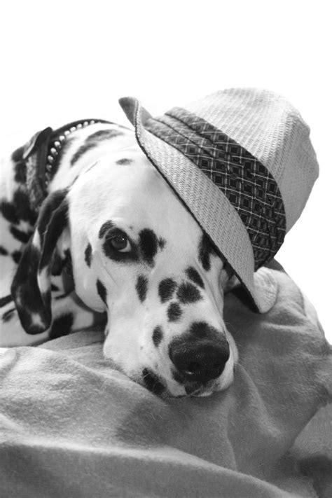 Pin Von Kera Pets Auf Kera Pets Friends