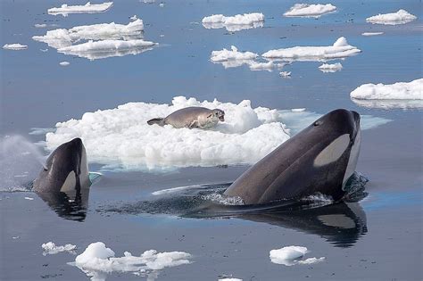 Astounding Facts About Killer Whales You Would Love To Know Worldatlas
