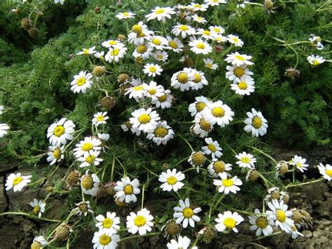 Anacyclus Pyrethrum Akarkara At Rs 1800kg Spanish Chamomile In