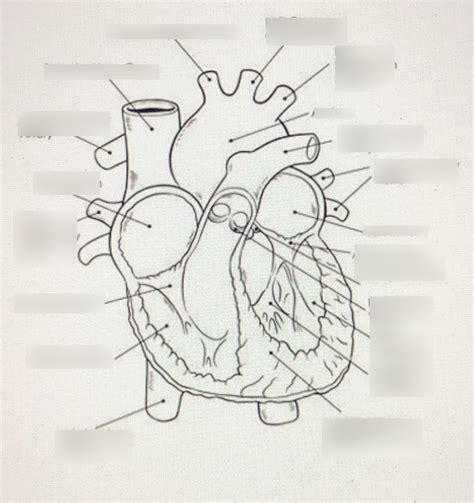 Heart Diagram Quizlet
