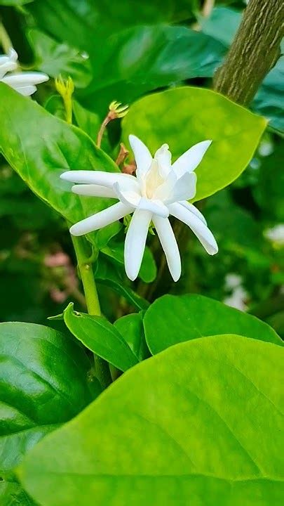 বেলি ফুল। Jashore 7400 Bd। Flowers Nature Viralvideos Beautiful Youtube