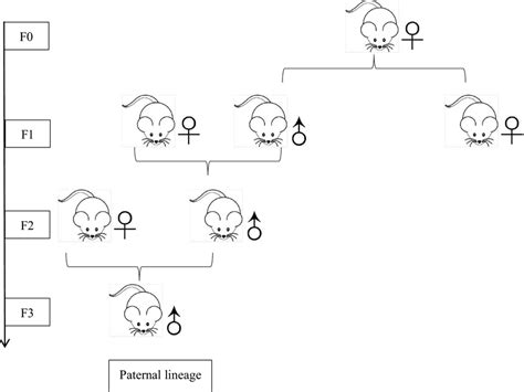 Paternal Cross Generational Inheritance Legend Download Scientific