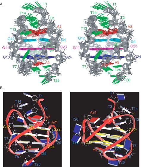 A Stereo View Of The Superimposed 10 Nmr Refined Structures Of The