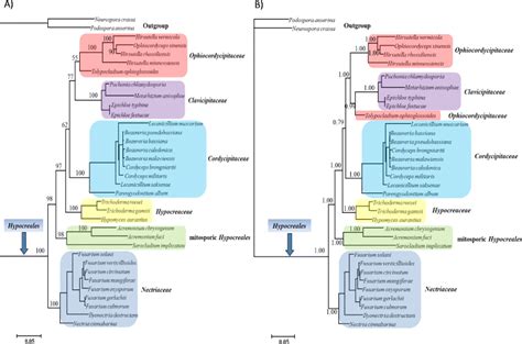 Phylogenetic Analysis Based On 14 Concatenated Core Proteins The Trees