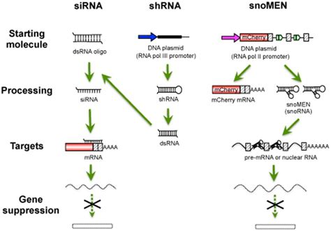 Schematic Diagram Showing Differences Between The Sirnashrna And