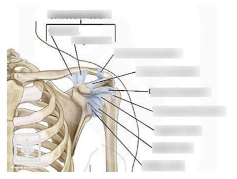 Anatomy Shoulder 2 Diagram Quizlet