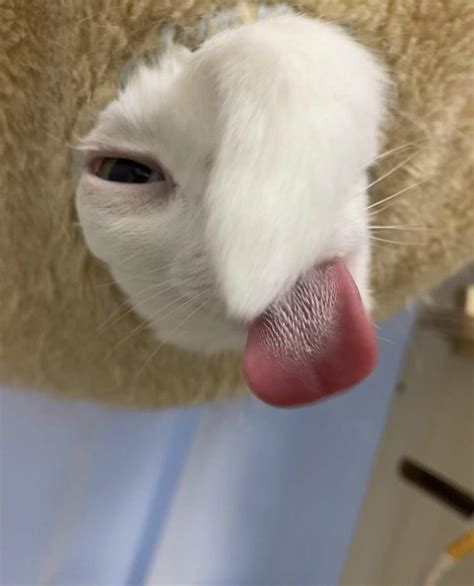 Cat R Confusing Perspective