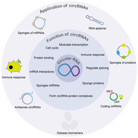 Circular Rna Size At Richard Buffum Blog