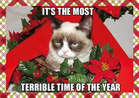 41 Best Grumpy Cats Memes Youll Love