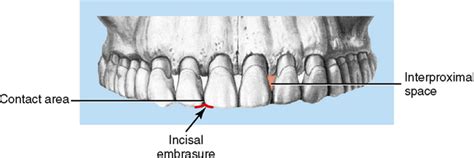 3 Fundamental And Preventive Curvatures Proximal Alignment Of The Teeth And Protection Of The
