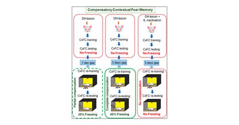 Compensatory Contextual Fear Memory Pathways Develop In The Infralimbic Cortex Within 3 Days