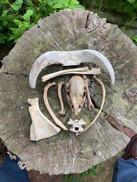 Muntjac Deer Skull
