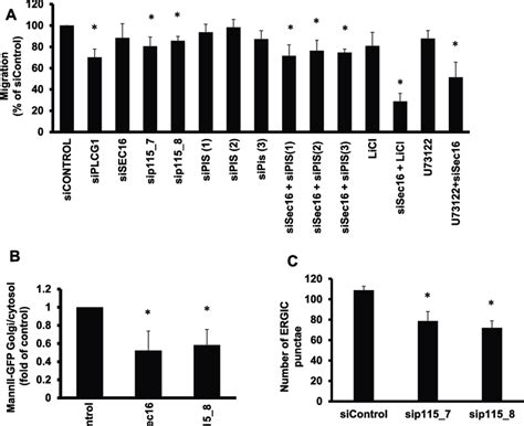 A Migration Assay Wound Healing Performed In Hela Cells Transfected
