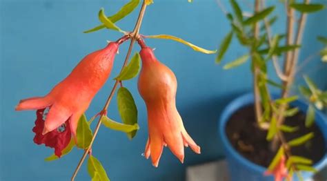 Як у домашніх умовах виростити гранат Читайте на Ukr Net