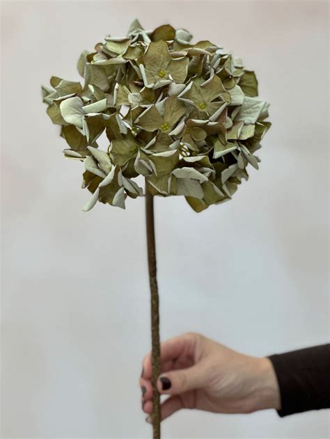 Faux Dried Hydrangea Moss Green The Suffolk Nest