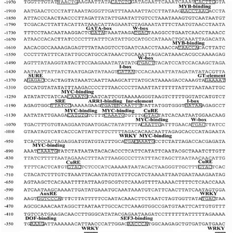 Cis Acting Elements Analysis Of The Promoter Sequence From Ginkgo