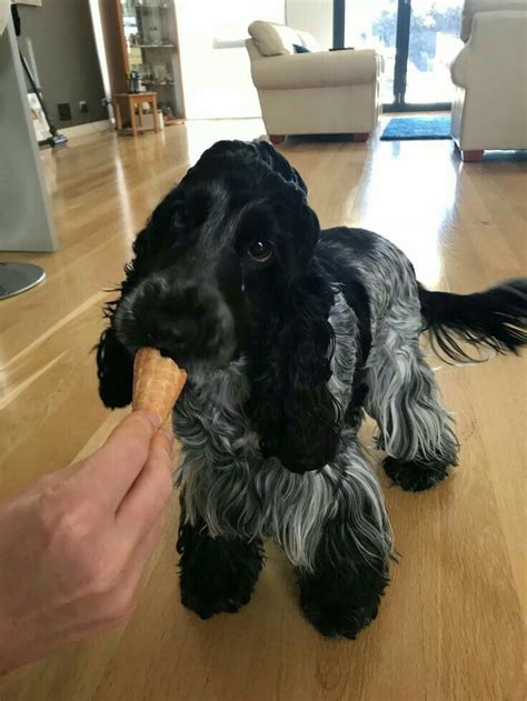 Pin By Maddy C On Cocker Spaniel Cocker Spaniel Puppies English