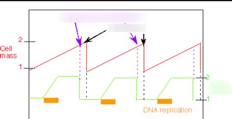 Cell Cycle Lab DNA And Protein Content Graphs Diagram Quizlet