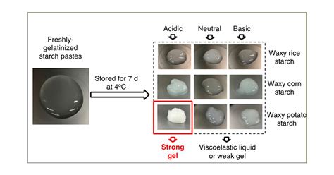 Potato Starch Structure