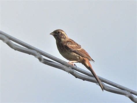 クロジのメスでしょうか 日本の野鳥識別図鑑
