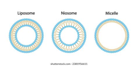 197 Arkivvektorer Og Vektorkunst Med Lipid Structure Of The Skin Shutterstock