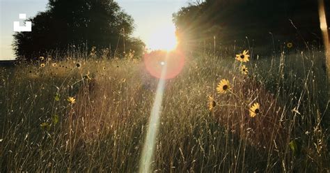 노란 데이지 꽃 사진 Unsplash의 무료 플레어 이미지