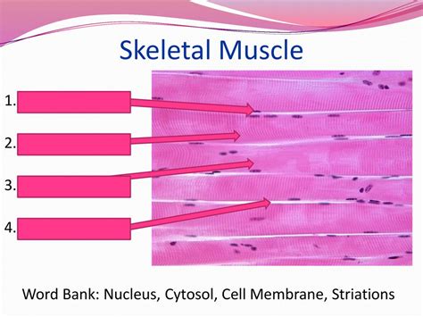 Skeletal Muscle Cell Membrane