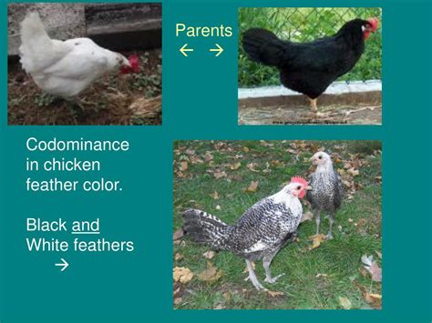 Ppt Complex Patterns Of Inheritance Powerpoint Presentation Free