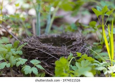 Empty Birds Nest On Branches Tree Stock Photo Shutterstock