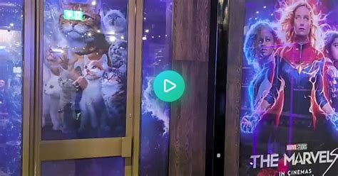 We Were Invited To A Very Special Afternoon At Java Whiskers Cat Cafe