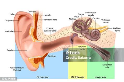 Human Ear Diagram Unlabelled