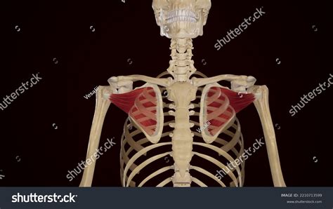 Illustration Of Suprascapular Nerve Anatomy The Nerve