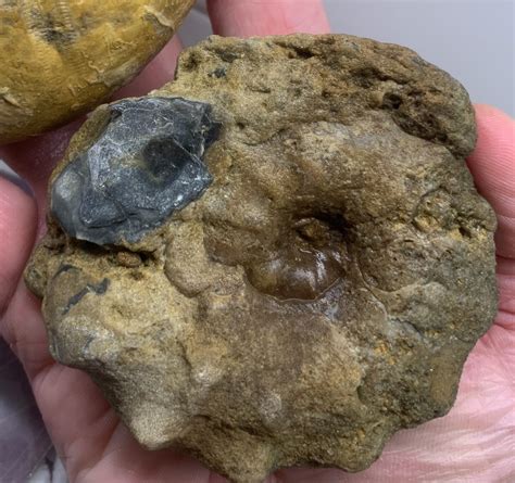 Before And After Conlinoceras Ammonite Collection Partial Member Collections The Fossil Forum