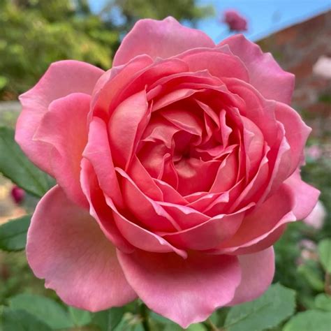 Constance Rose Timeless Beauty For Your Garden Rose Explosion