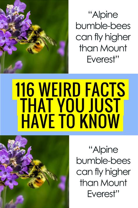 116 Weird Facts That You Just Have To Know Artofit