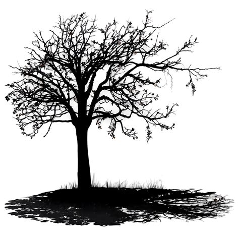 Download Twilight Tree Shadow Png Vdk Wallpapers Com