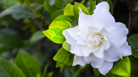 Gardenia Flower Wallpapers Wallpaper Cave