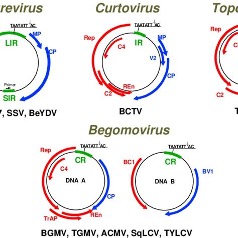 Pdf Geminivirus Dna Replication And Cell Cycle Interactions