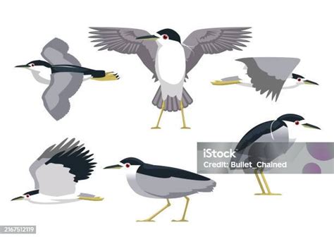 나이트 헤론 다양한 포즈 만화 벡터 일러스트 레이 션 고립 된 캐릭터 걷기에 대한 스톡 벡터 아트 및 기타 이미지 걷기 검은색 귀여운 Istock