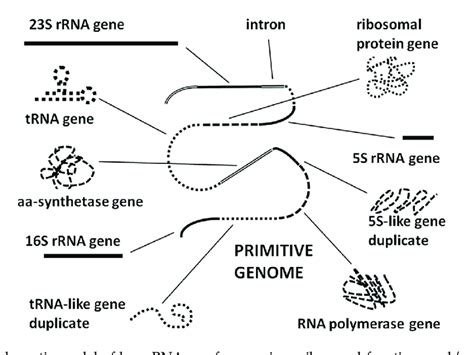 Rrna Diagram