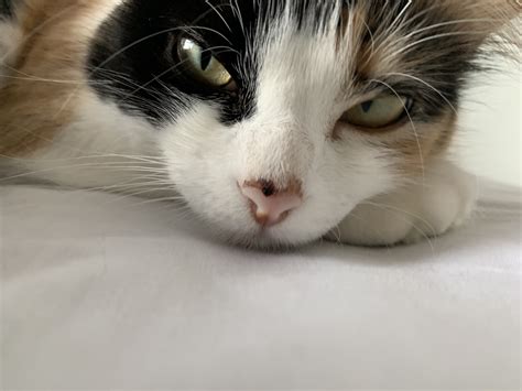 Black Spot On My Cats Nose I Dont Know What It Is Thecatsite